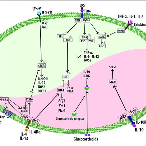 Macrophage Polarization Signaling Pathways M1 Phenotypes Express