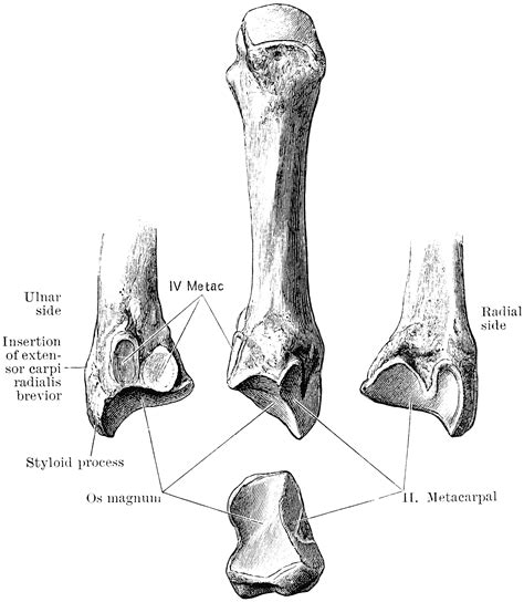 Third Metacarpal Bone Clipart Etc