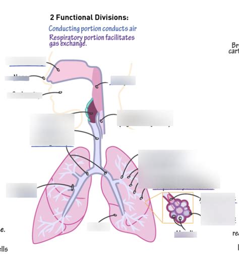 Lab Quiz 3 Respiratory System Diagram Quizlet