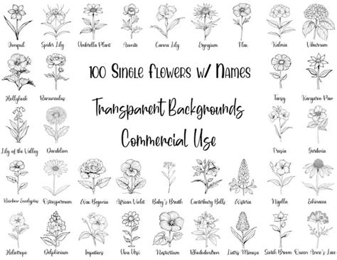 Single Flower Designs With Names Clip Art Set Of 100 Flower Sketch Floral Png Graphics