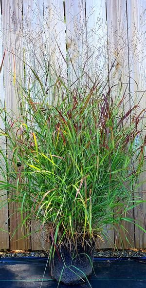 Panicum Virgatum Ruby Ribbons Switch Grass From Colesville Nursery