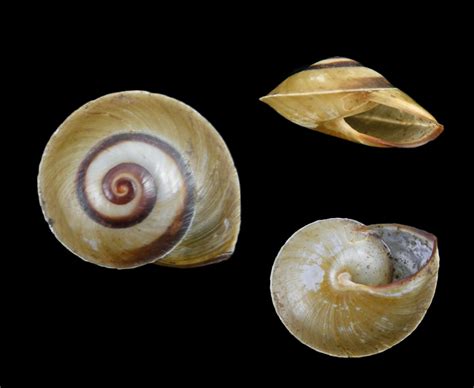 Chloraea Dryope Malacology