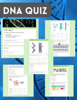 Structure Of DNA Quiz By Allison Householder TPT