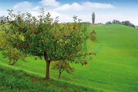 Apfelbaum Leasing Im Düsseldorfer Umland Lust Auf Düsseldorf Das