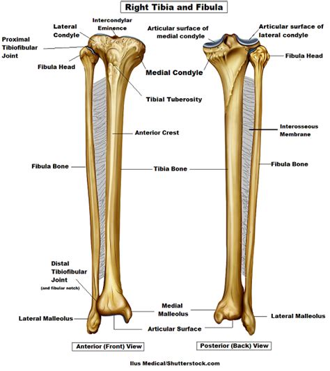Bones Of Leg Tibia Fibula Gross Anatomy My Xxx Hot Girl