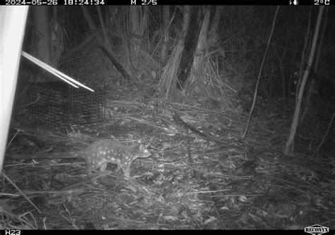 Deeca Gippsland On National Threatened Species Day