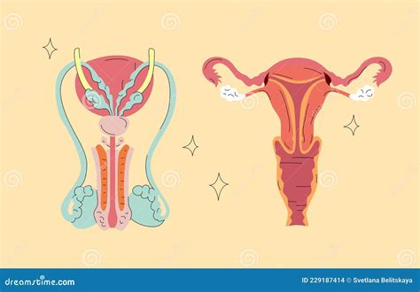 Human Reproductive System Male And Female Genitals Cartoon Vector 141839237