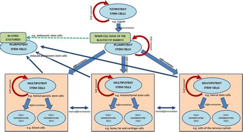 1 Stem Cell Self Renewal Differentiation And Programming This