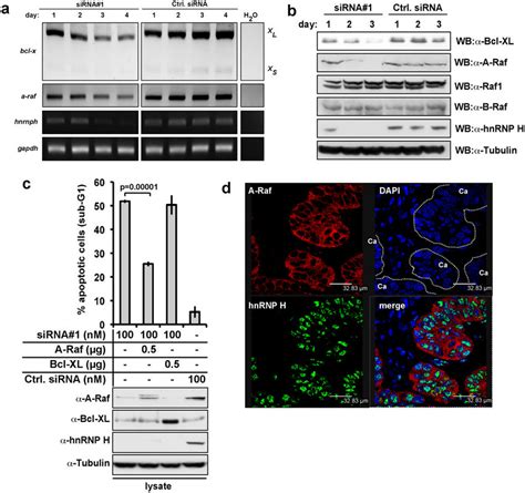 Hnrnp H Controls Bcl X And A Raf Mrna Levels And Splicing But Only