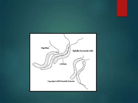Bacterial Cell Structure And Function 1ppt