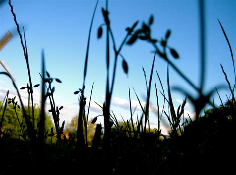 Grassy By Randombanana11 On Deviantart