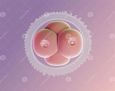 3d Illustration Of Human 4 Cell Stage Embryo Stock Illustration