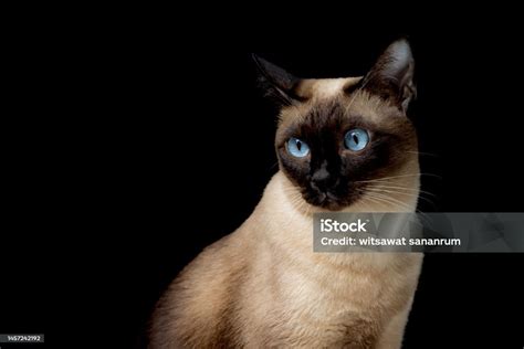 씰 포인트 샴 고양이는 음식을 기다리고 앉아 있습니다 검은 배경에 뭔가를 찾고 태국 고양이 파란 눈과 복사 공간을 가진 배고픈 샴 고양이 샴고양이에 대한 스톡 사진 및 기타