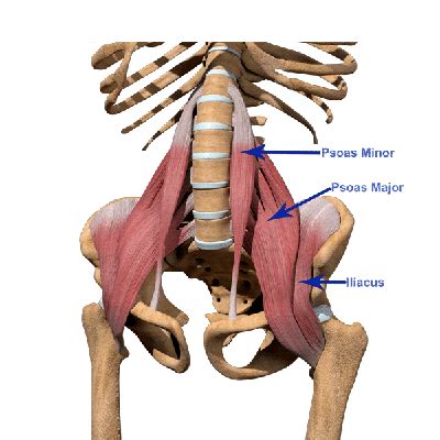 Iliopsoas Muscle Action Function Anatomy