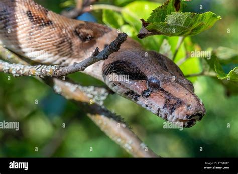 Common Boa Boa Constrictor In Natural Habitat Wildlife Photography