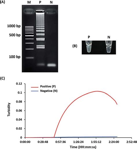 Optimization Of The Lamp Reaction The Lamp Assay Was Assessed Based On