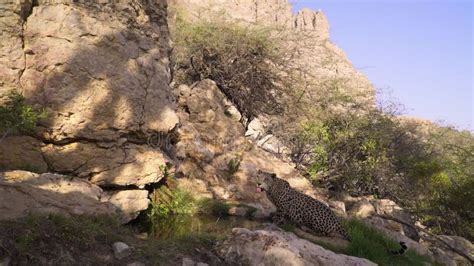 Arabian Leopard Drinking Water In Natural Habitat Stock Video Video