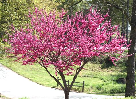 Cercis Canadensis Merlot Eastern Redbud Leafland