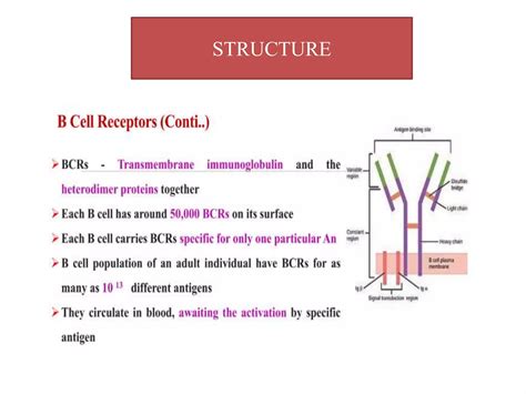 B Cell Receptor Finalpptx
