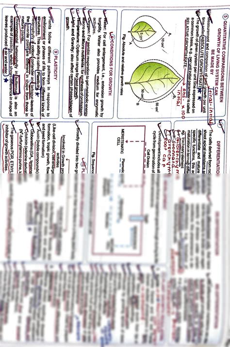 Solution Unlocking Plant Growth A Comprehensive Mind Map On Plant