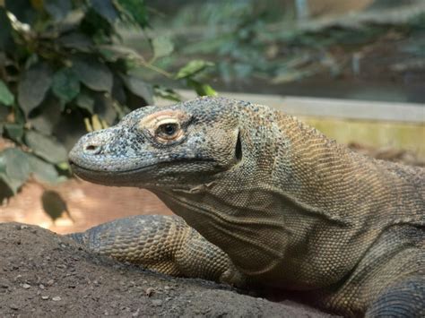 The Most Poisonous Lizards In The World Rare But Deadly Reptilekingz
