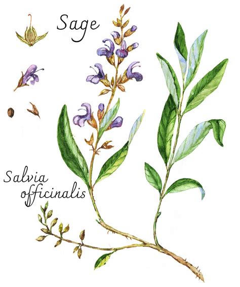 Sage Herbs Herbal Reality