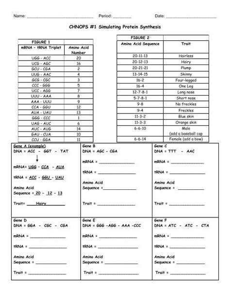 Chnops 1 Simulating Protein Synthesis