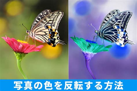 【無料】写真の色を反転する方法とおすすめアプリ・ソフト 5 選【2026年最新版】