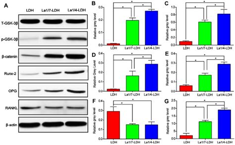 La Ldh Nanohybrid Scaffolds Activated Wntβ Catenin Signaling Pathway