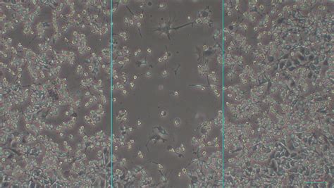 Questions With Answers In CELL CYCLE ANALYSIS Scientific Method