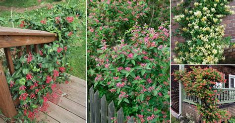 Honeysuckle Requirements At Matilda Howard Blog