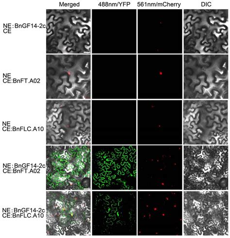 Bngf14 2c Positively Regulates Flowering Via The Vernalization Pathway
