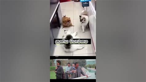 Sooniya Bommai 🤣🤣🤣 Youtube