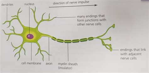 Cell Specialisation Flashcards Quizlet