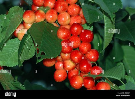 Sweetly Garden Green Agriculture Farming Ripe Progenies Fruits Fruit