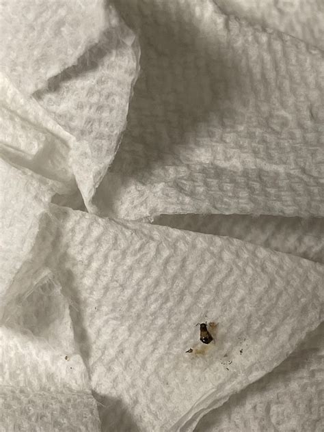 Just Moved In To Roach Infested Apartment R Germanroaches