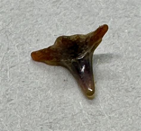 Angel Shark Teeth What Can Shark Teeth Tell Us Natural History