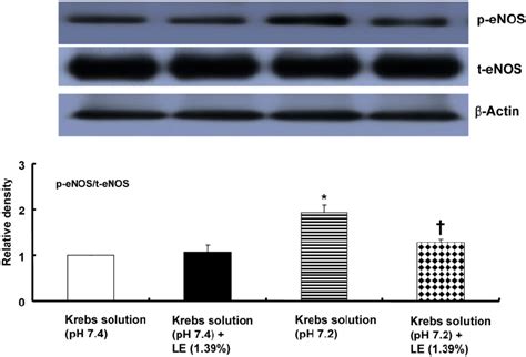 The Effects Of Krebs Solution Ph 74 Or Ph 72 Alone And Krebs