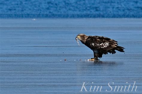 A Guide To Aging Bald Eagles Kim Smith Films