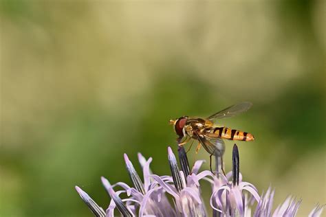 Hover Fly Insect Ball Thistle Free Photo On Pixabay