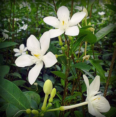 Indah Dan Menawan Bunga Desa Relaks Minda