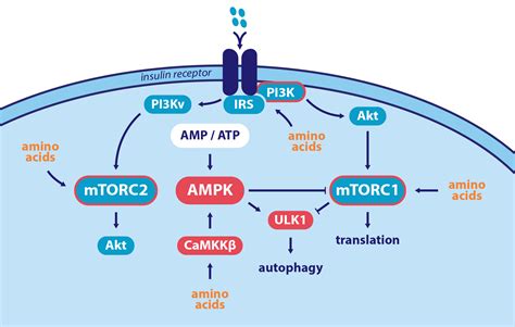 Metabolic Signalingeu