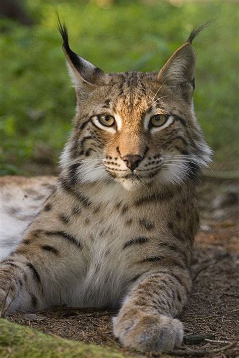 Lynx Alchetron The Free Social Encyclopedia