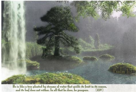 May You Be Like A Tree Planted Near Streams Of Water Psalm Trees To Plant Graphic
