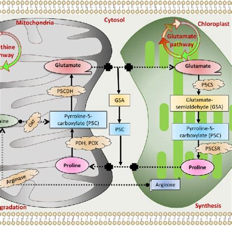 Proline Biosynthesis And Degradation In Plants Mainly Proline
