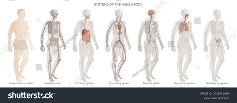 Integumentary System Body Parts