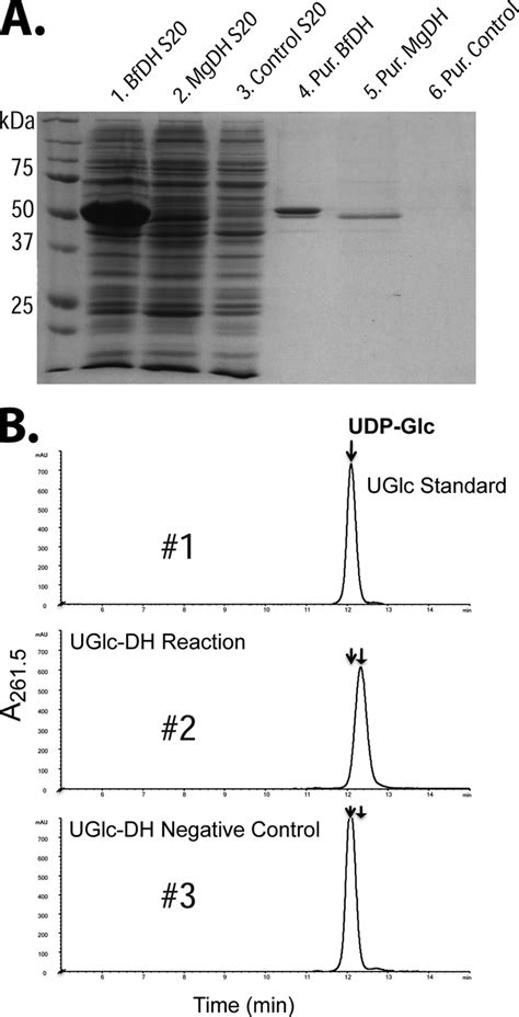 Expression And Characterization Of Recombinant Udp Glc 4 6dehydratase Download Scientific
