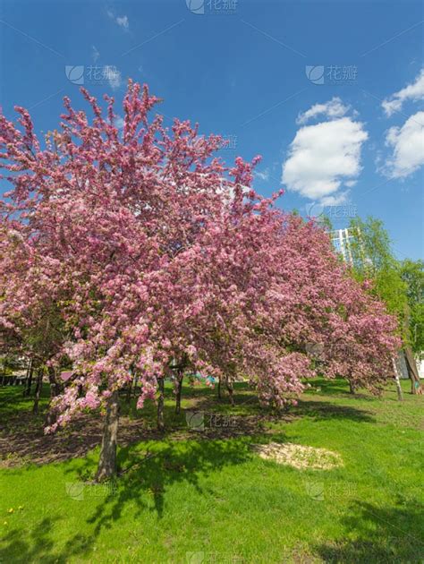 田地花朵寂寞垂直画幅天空无人阴影杏时间户外图片天空图片图片素材 花瓣网