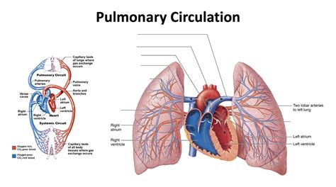 Pulmonary Circulation Diagram Quizlet