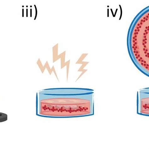 Schematic Representation Of Vascular Network Formation With Sim